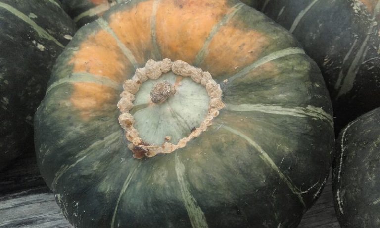 Buttercup Pumpkin | Rare Green Seeds