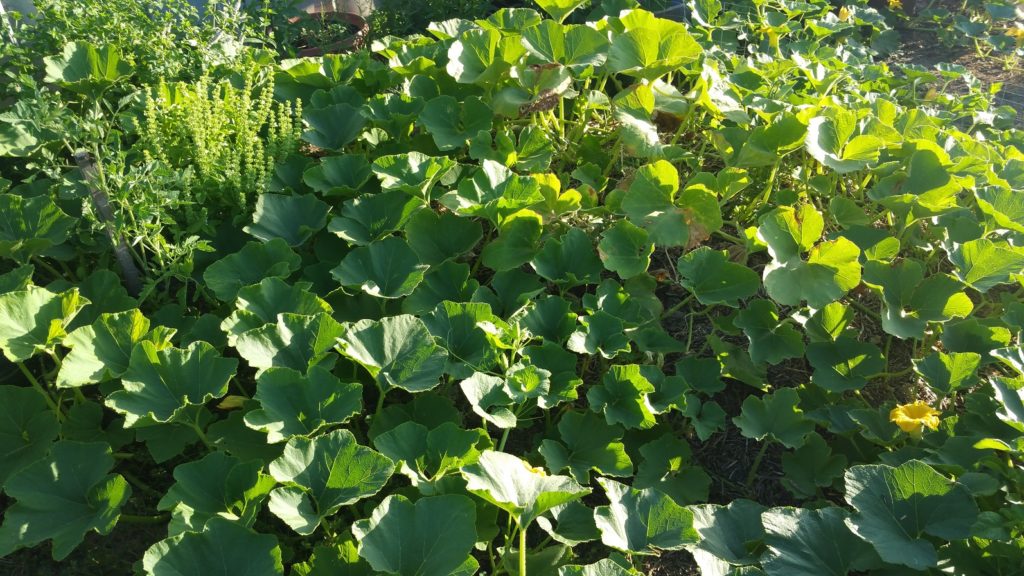 Buttercup Pumpkin | Rare Green Seeds