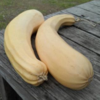 Australian White Bush Marrow | Rare Green Seeds