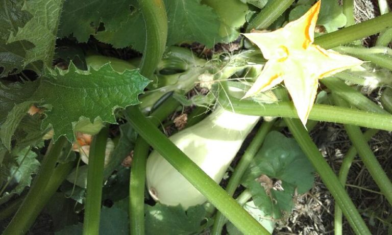 Australian White Bush Marrow | Rare Green Seeds