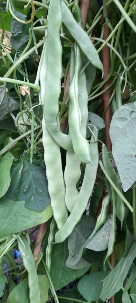 Vitalis. Climbing Bean | Rare Green Seeds